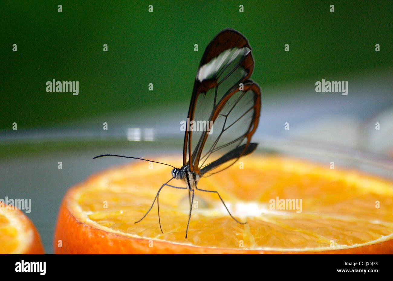 glass wing butterfly Stock Photo - Alamy