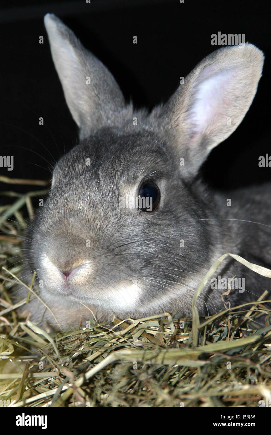getting these nuisance Stock Photo - Alamy