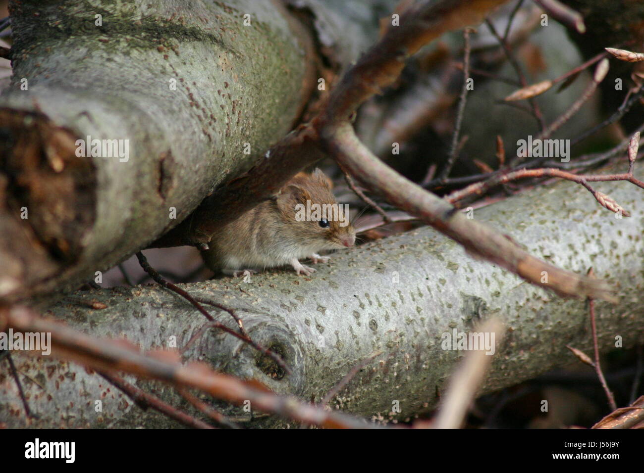forest mouse 6 Stock Photo - Alamy