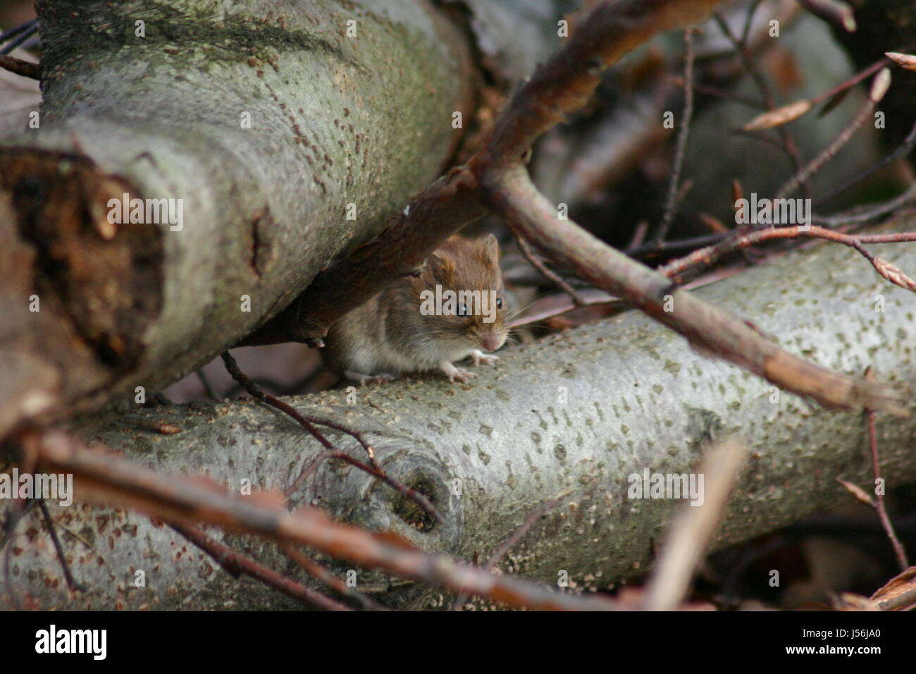 forest mouse 8 Stock Photo - Alamy