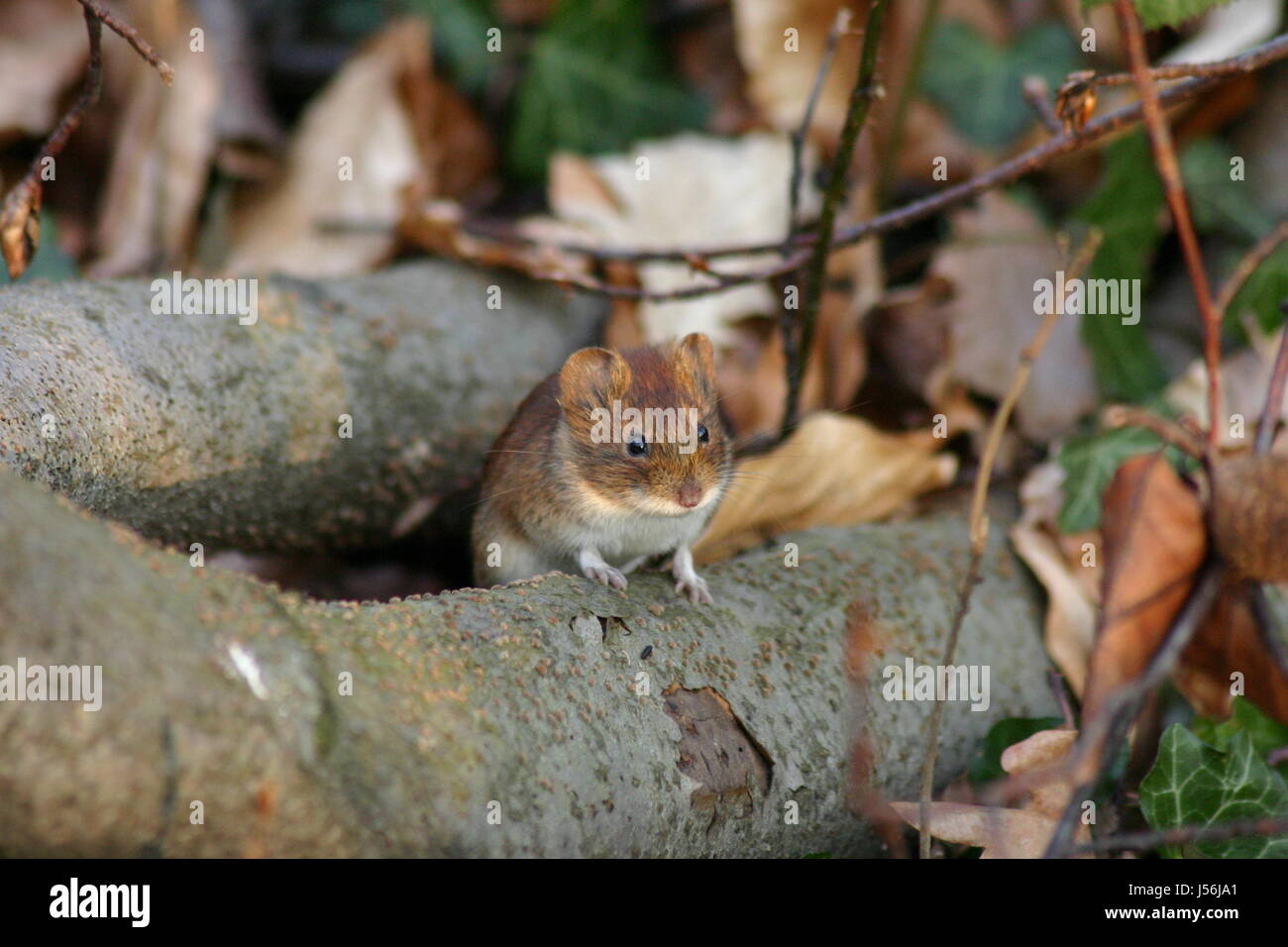 forest mouse 11 Stock Photo - Alamy