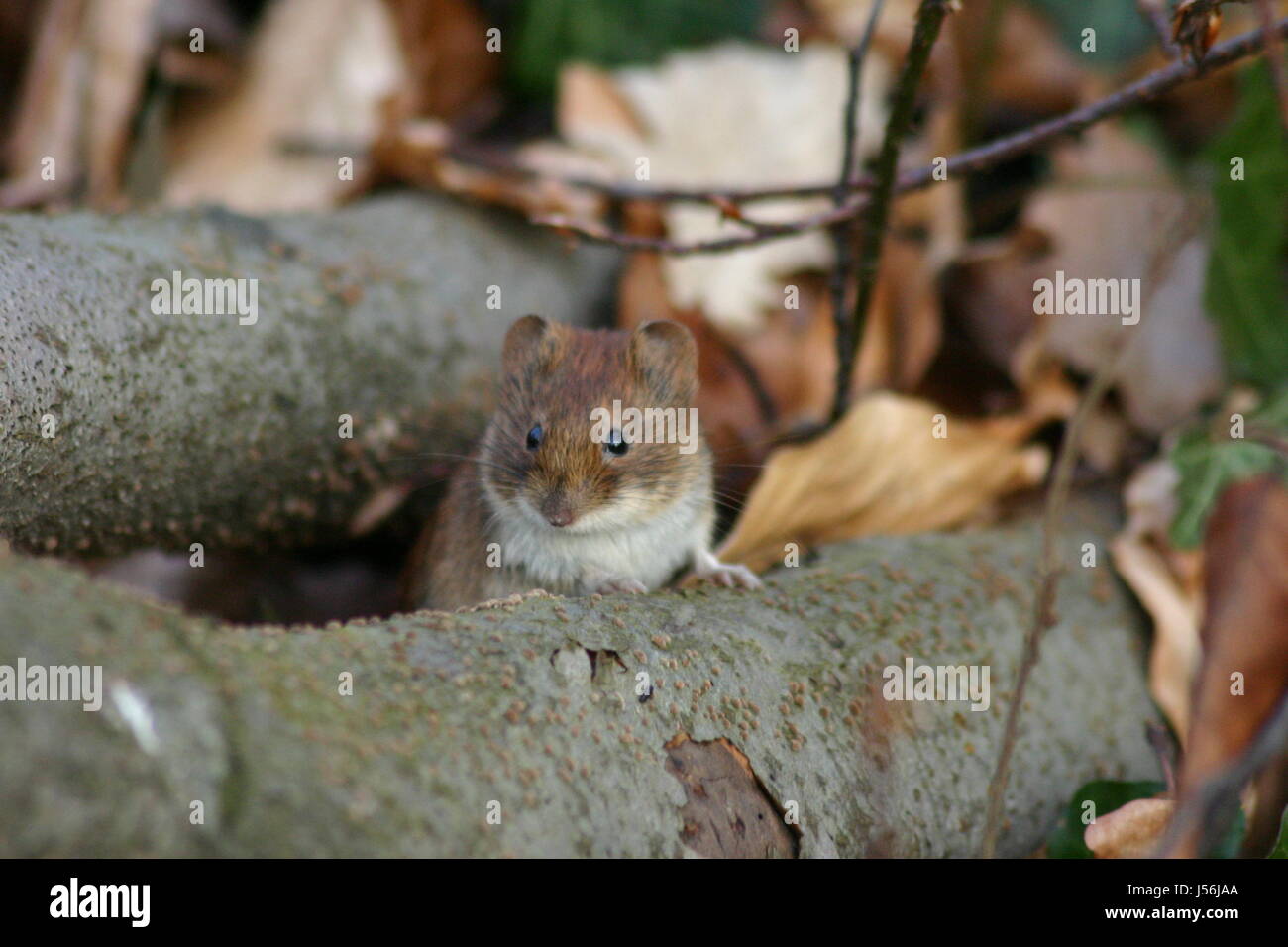 forest mouse 21 Stock Photo - Alamy