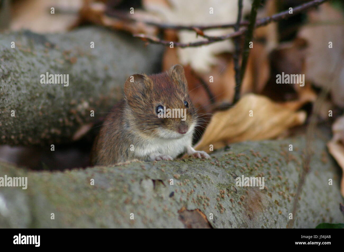 forest mouse 22 Stock Photo - Alamy
