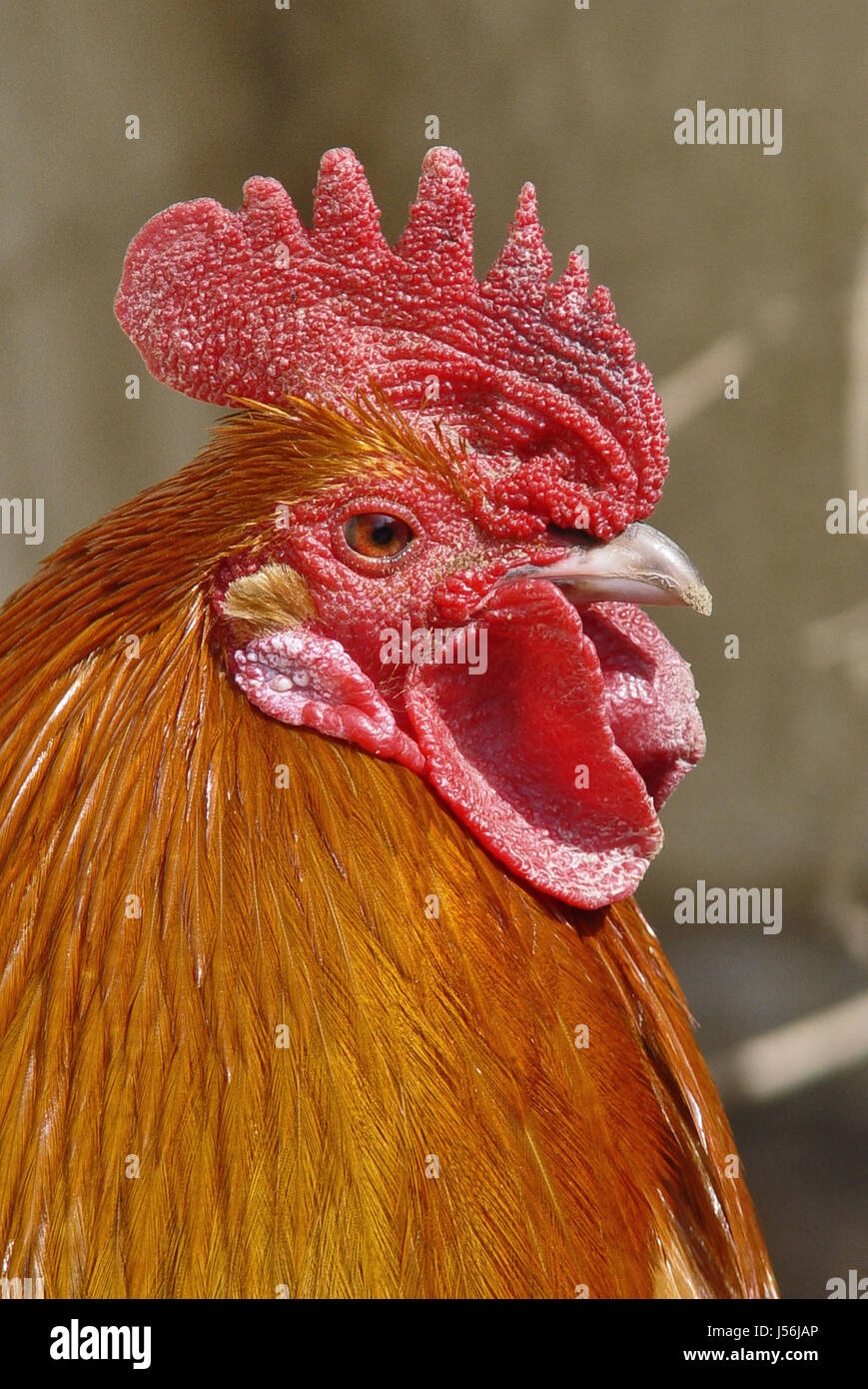 proud rooster - portrait 2 Stock Photo - Alamy