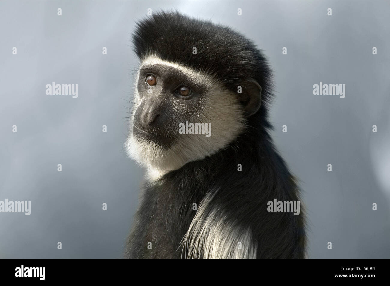 Colobus skin hi-res stock photography and images - Alamy