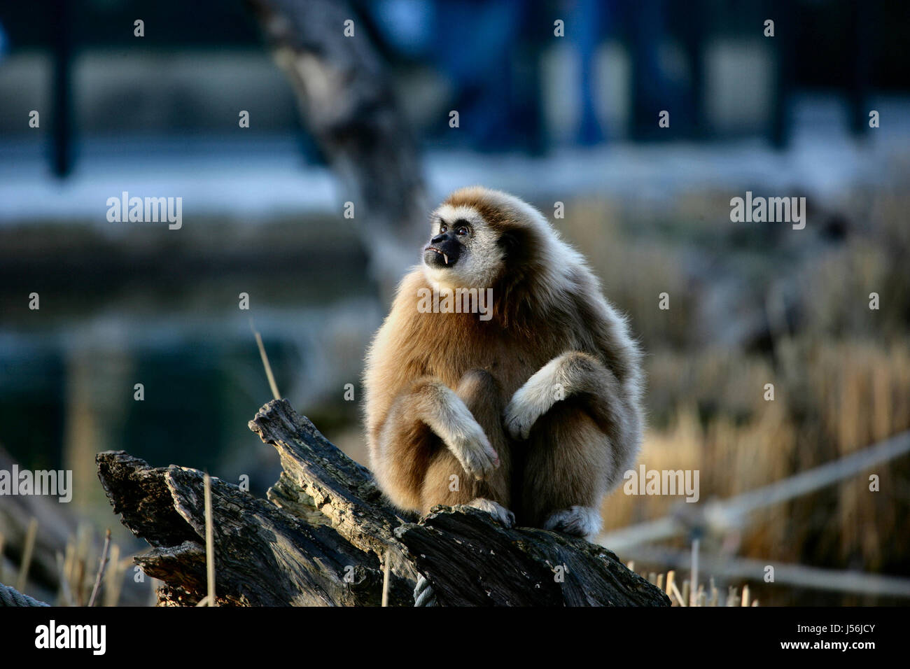Weisshandgibbon hi-res stock photography and images - Alamy