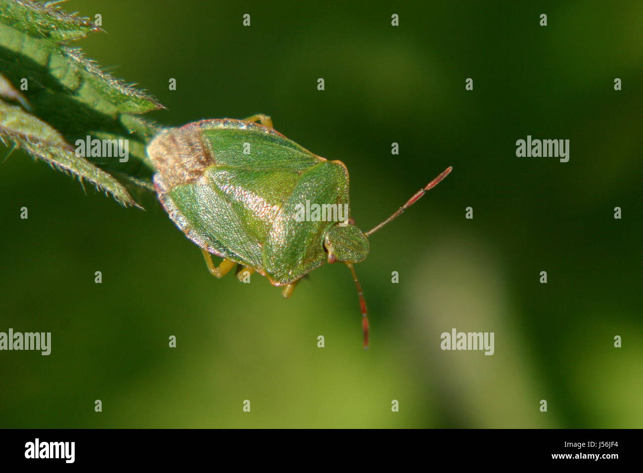green shield bug Stock Photo - Alamy