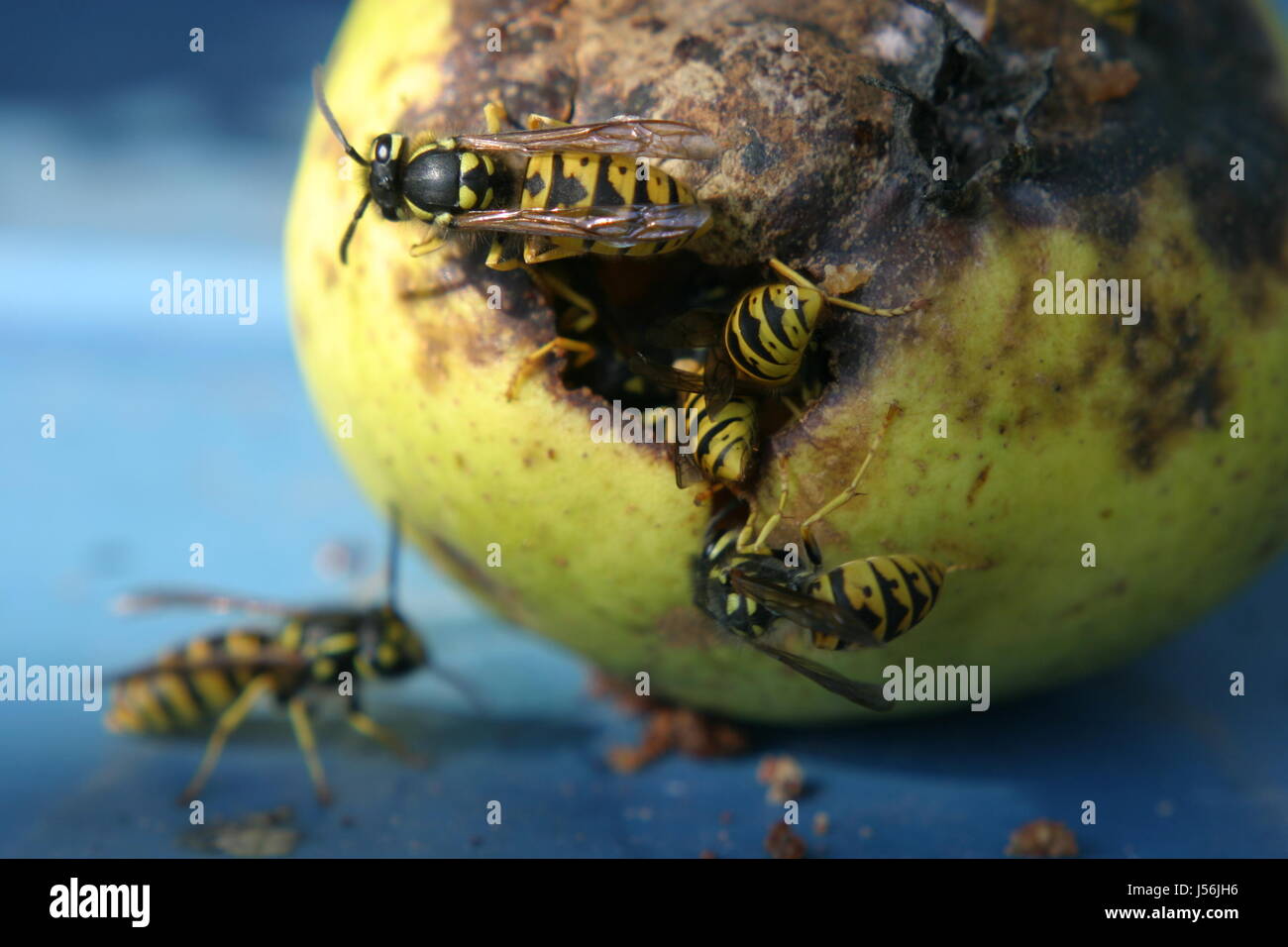 Wespenplage High Resolution Stock Photography and Images - Alamy