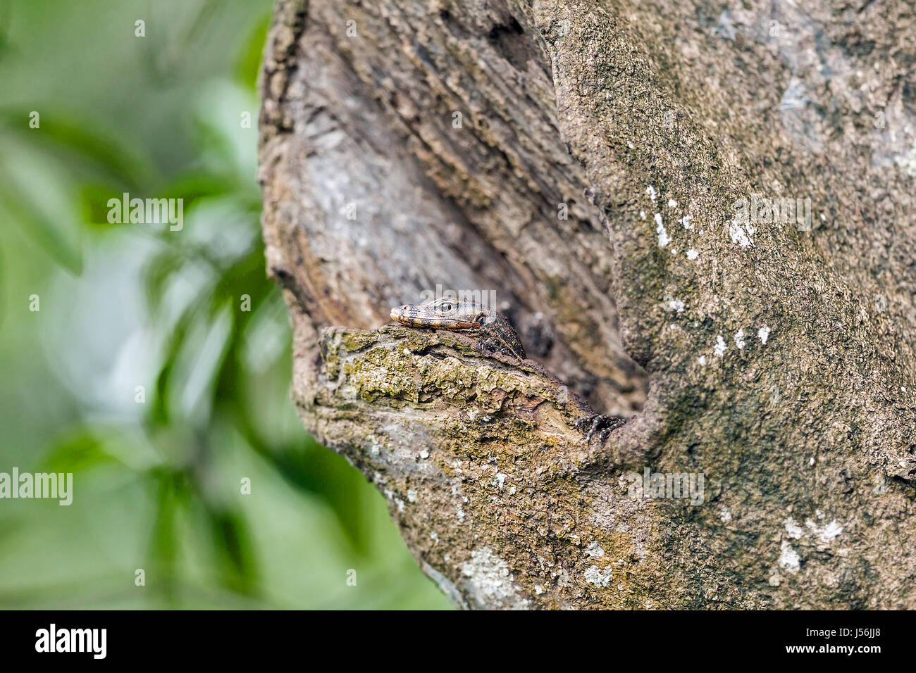 Hatchling Water Monitor Lizard (Varanus salvator) emerging from nest in ...