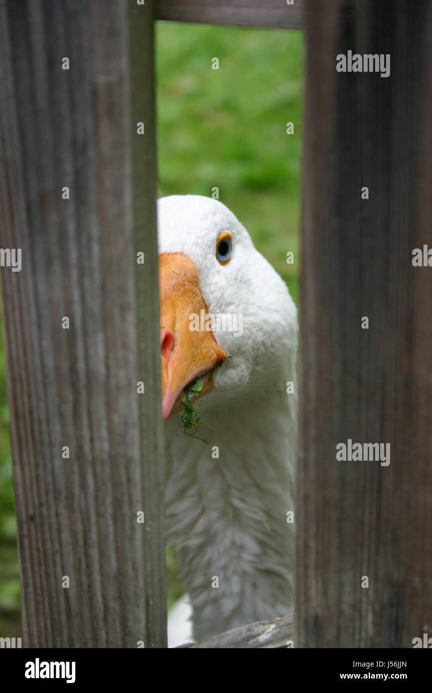 Lippegans hi-res stock photography and images - Alamy