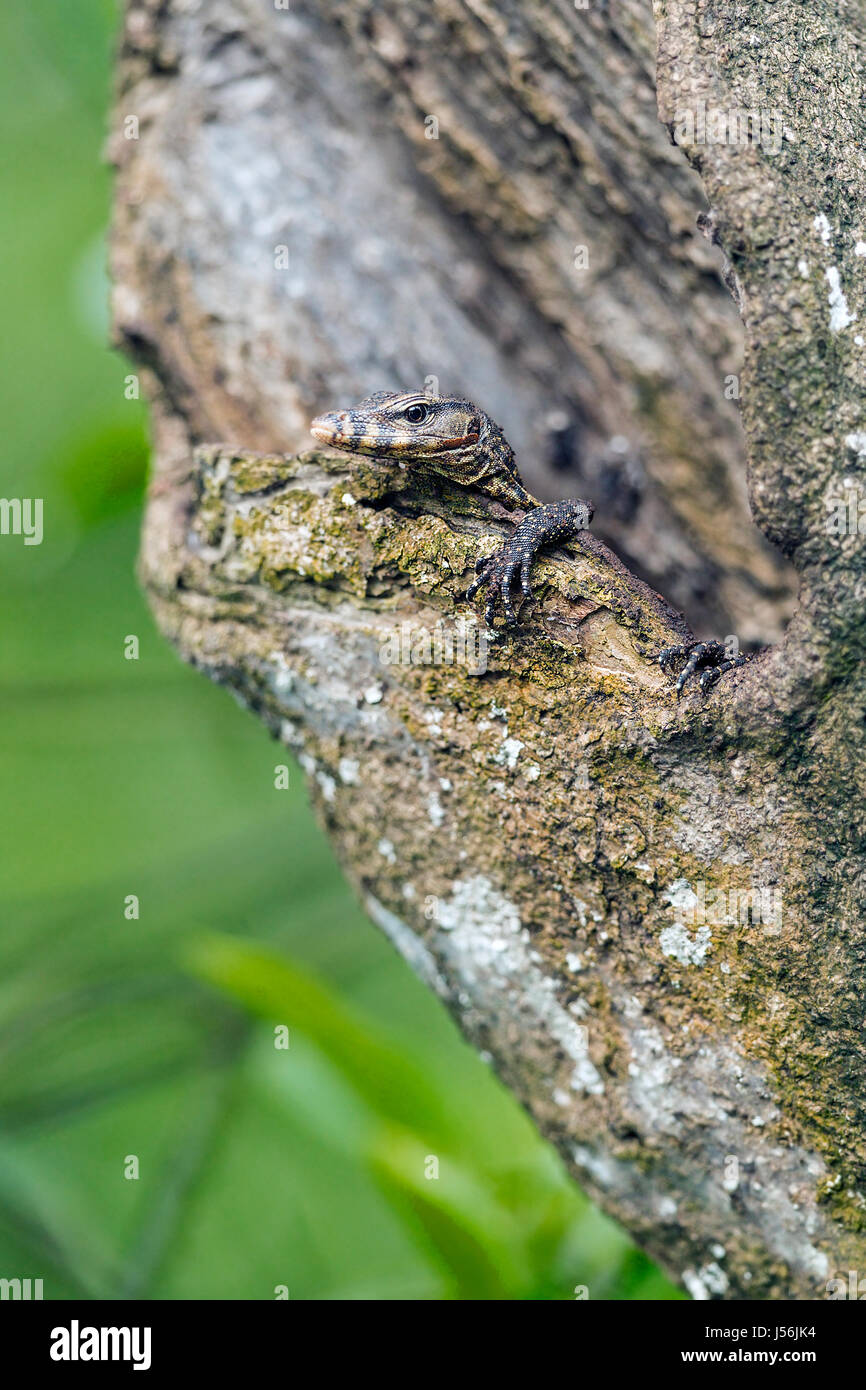 Hatchling Water Monitor Lizard (Varanus salvator) emerging from nest in ...