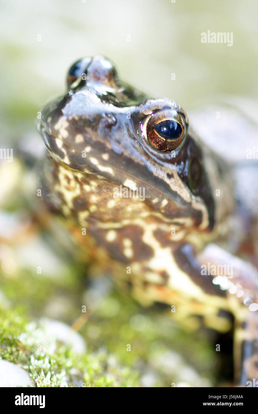 animal reptile eyes look glancing see view looking peeking looking at ...