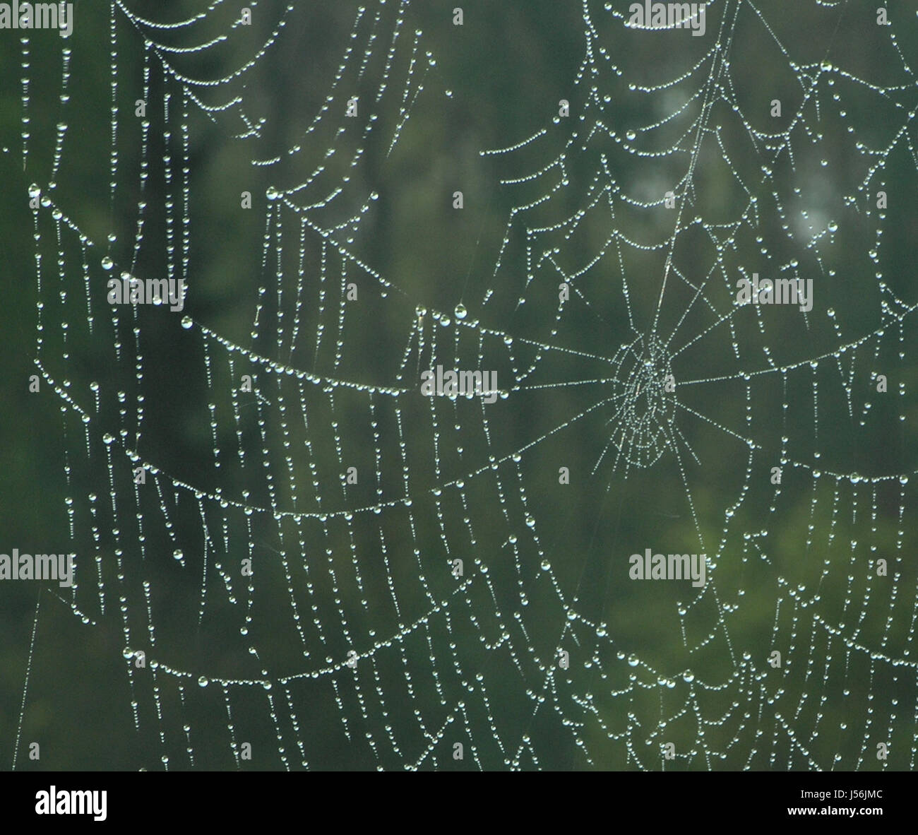 Spider's thread hi-res stock photography and images - Alamy