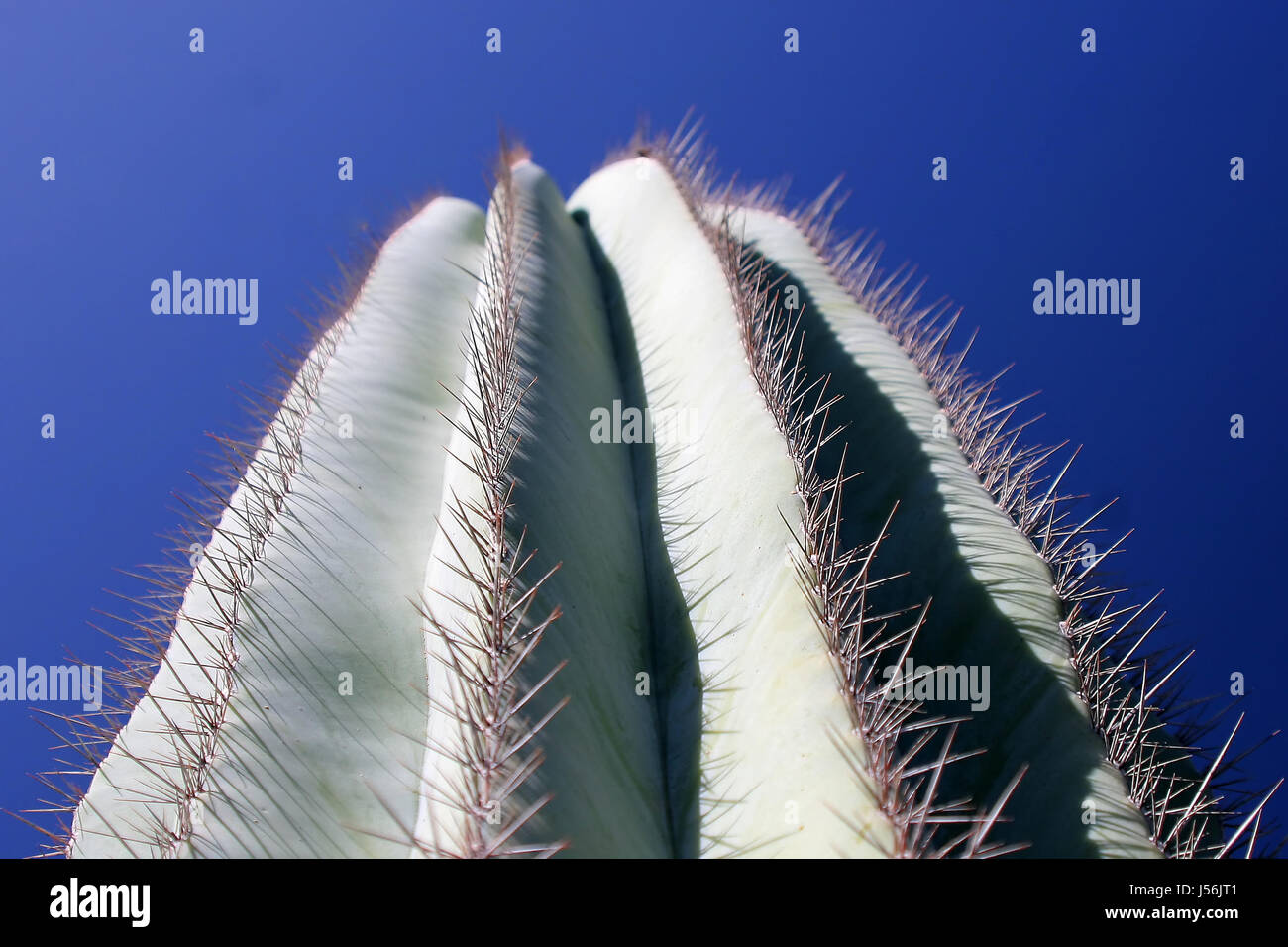 cactus,unclouded,cloudless,skyscrapers,skyscraper,gran canaria,blauer ...