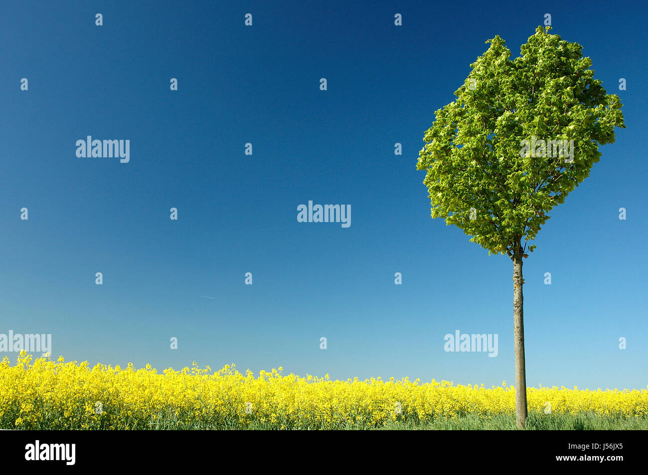 blue tree bloom blossom flourish flourishing coleseed freedom liberty ...