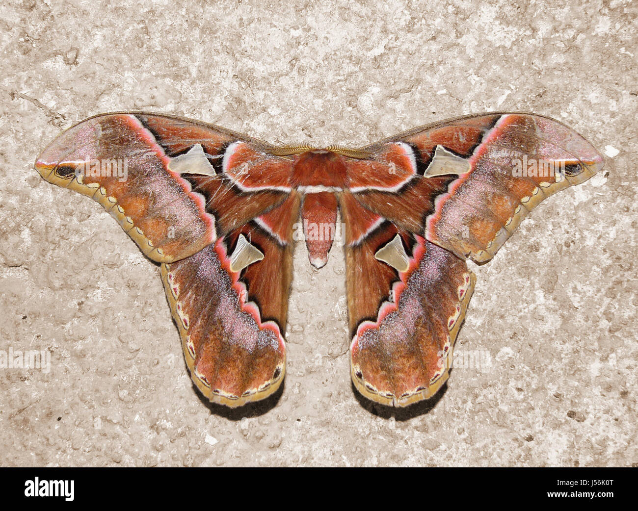 Rothschildia Lebeau High Resolution Stock Photography and Images - Alamy