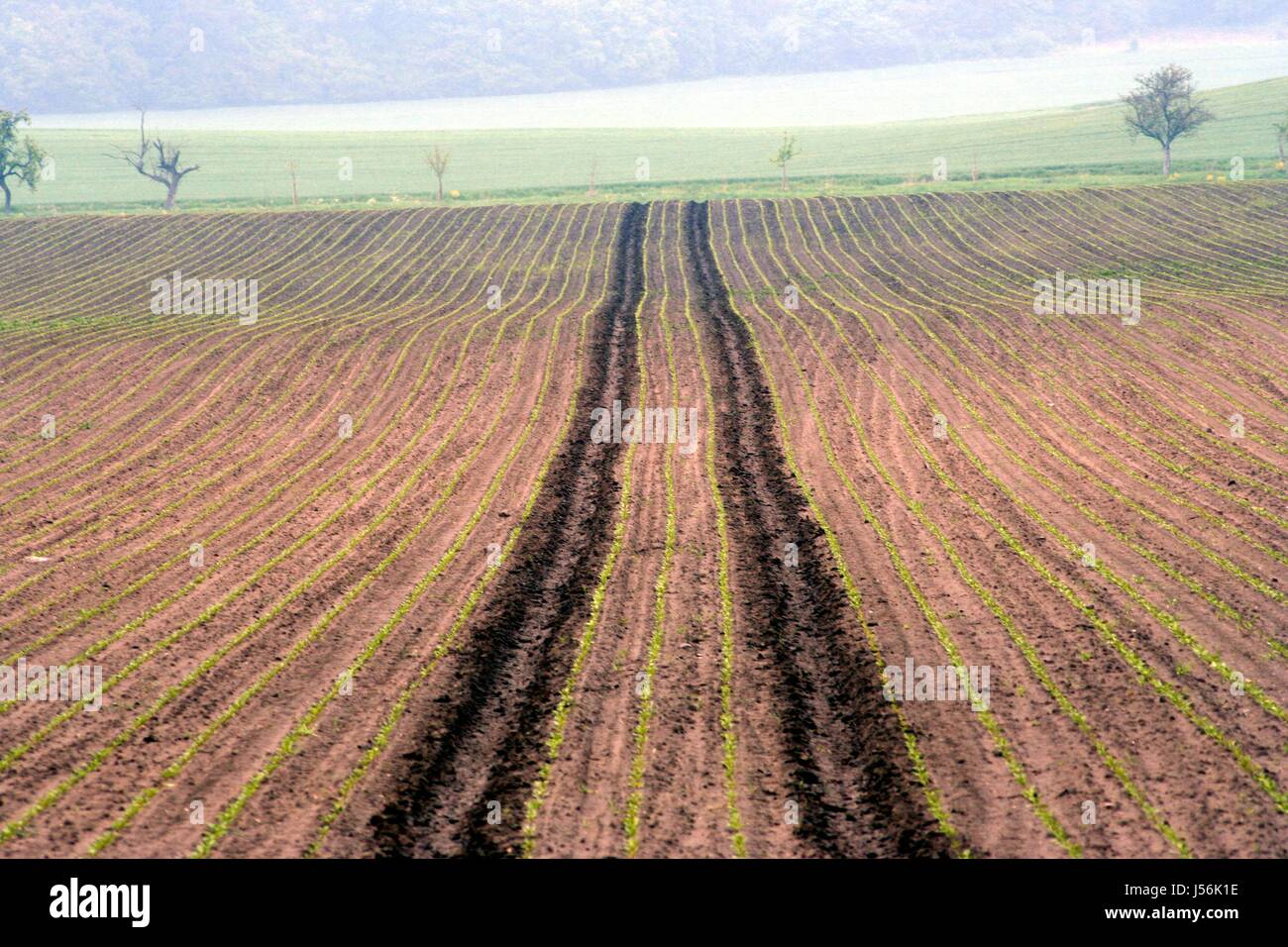 tree trees plant agriculture farming field fog sense resin sowings dull ...