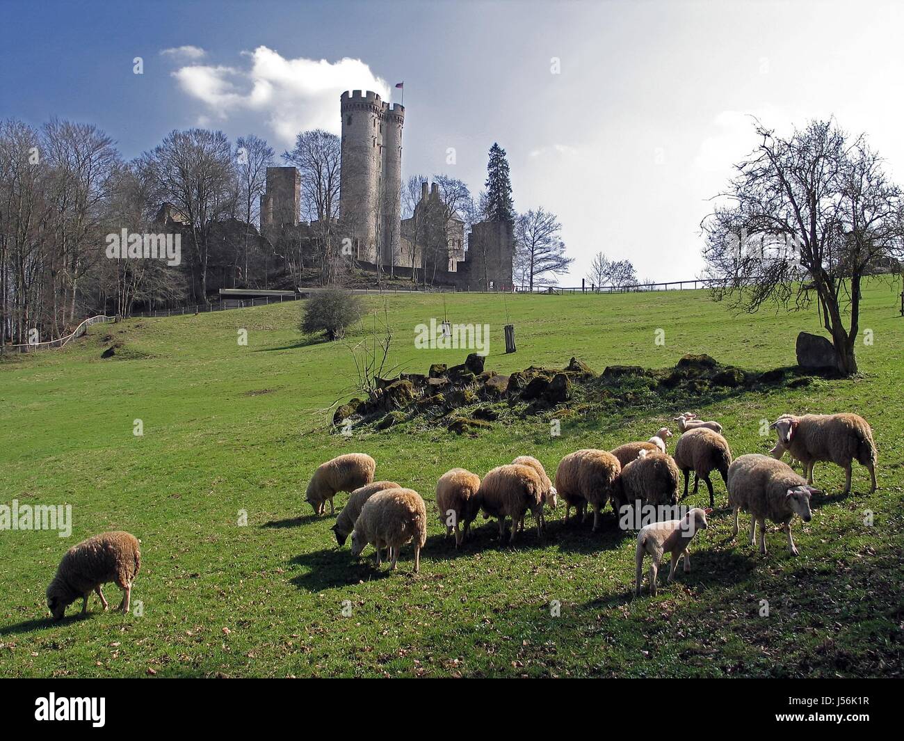 farm animal sheep (pl.) scenery countryside nature chateau castle schlo ...