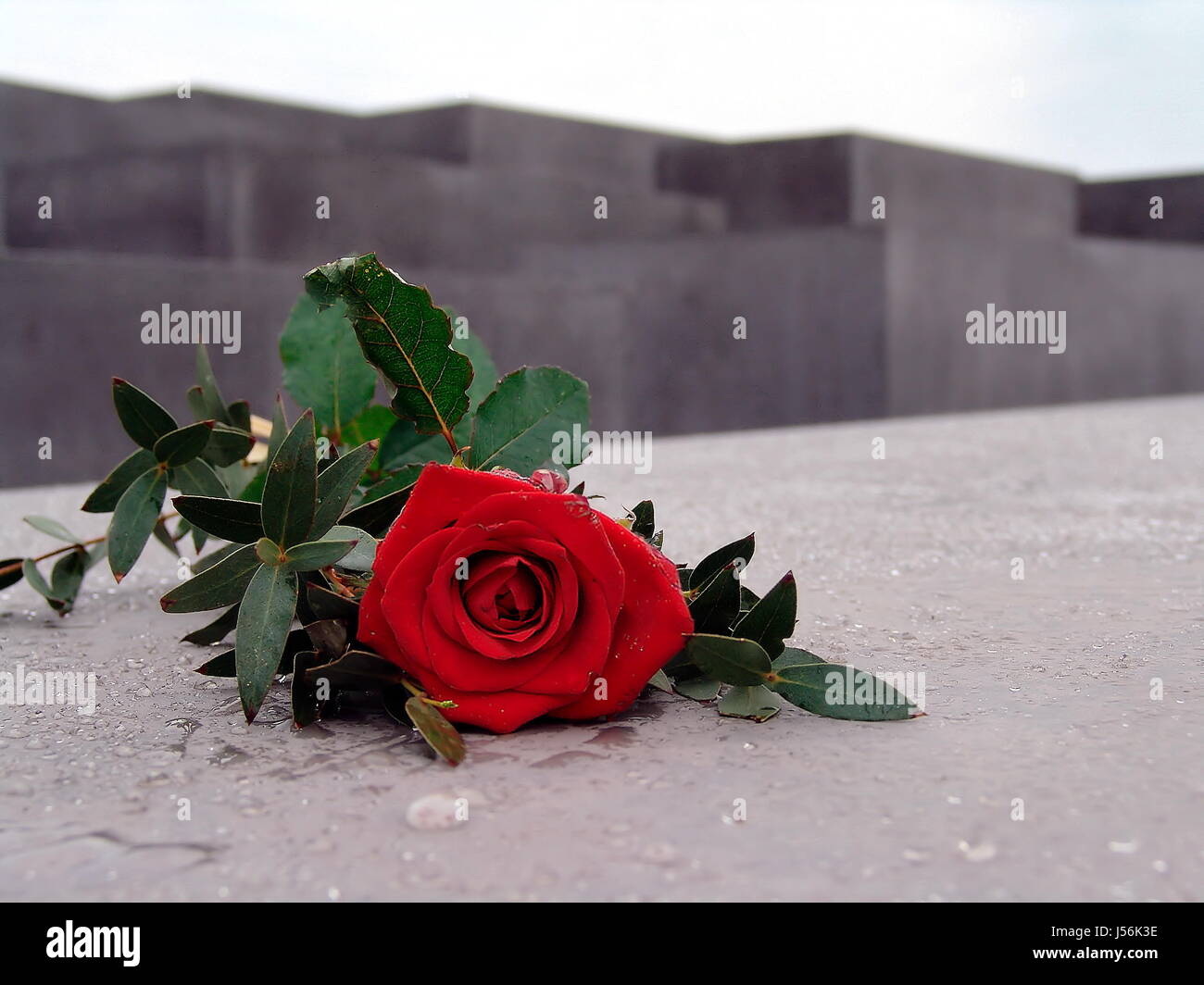 meditative monument remember flower rose plant columns concrete berlin ...