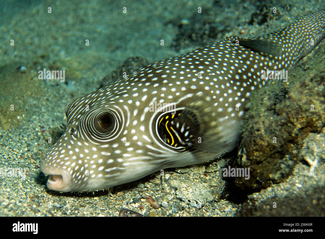 sleeping white puffer Stock Photo - Alamy