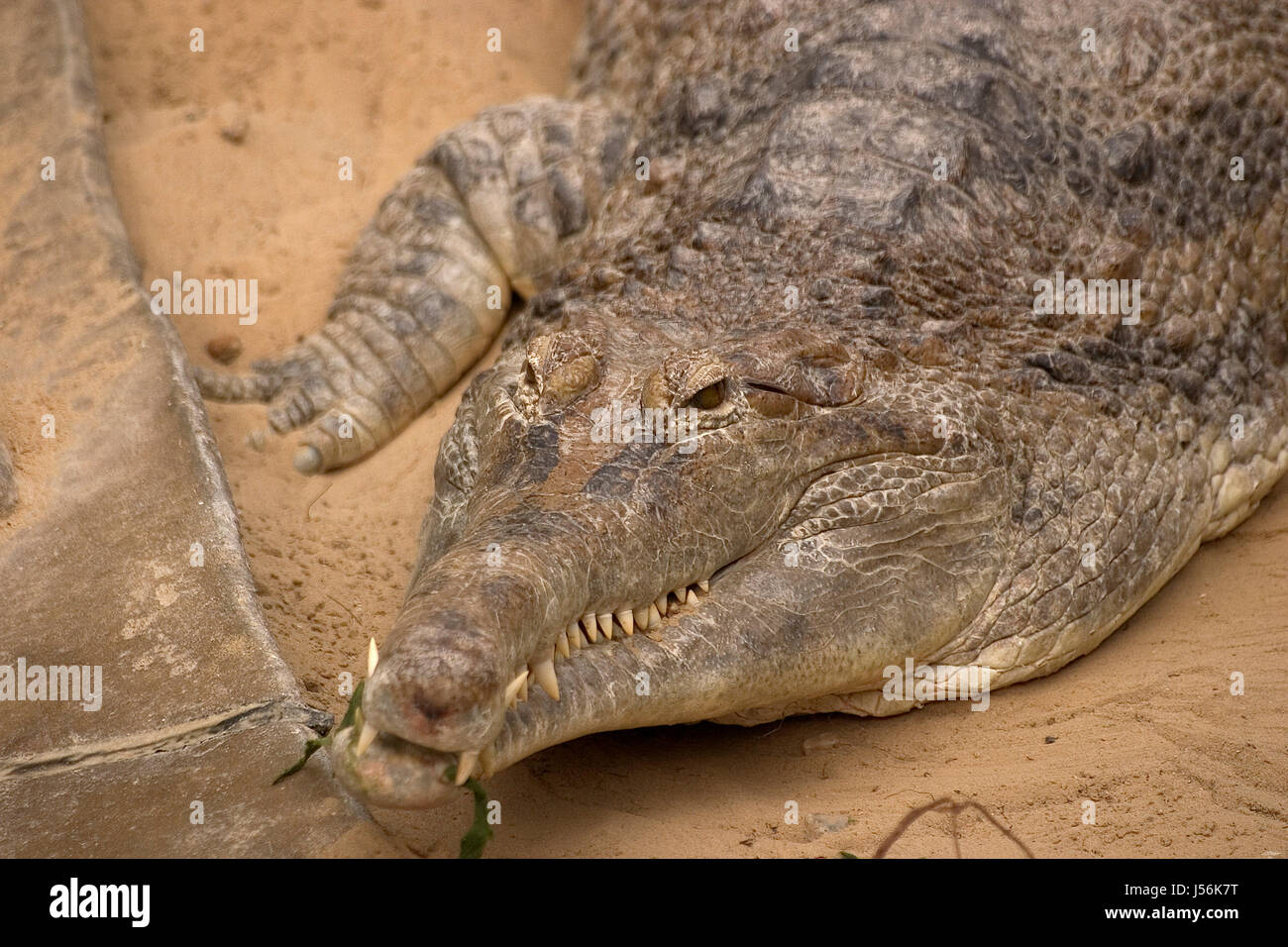 Schnappi High Resolution Stock Photography and Images - Alamy