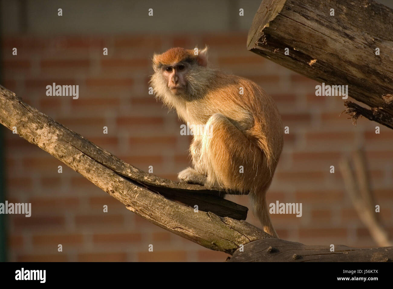monkey on tree trunk Stock Photo - Alamy
