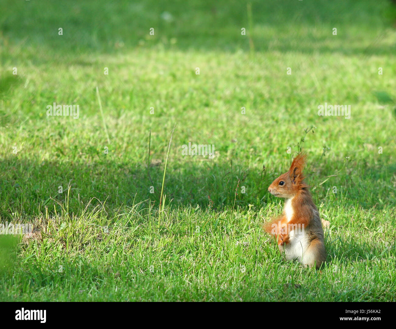 animal,squirrel,care of the feet,hrnchen Stock Photo - Alamy