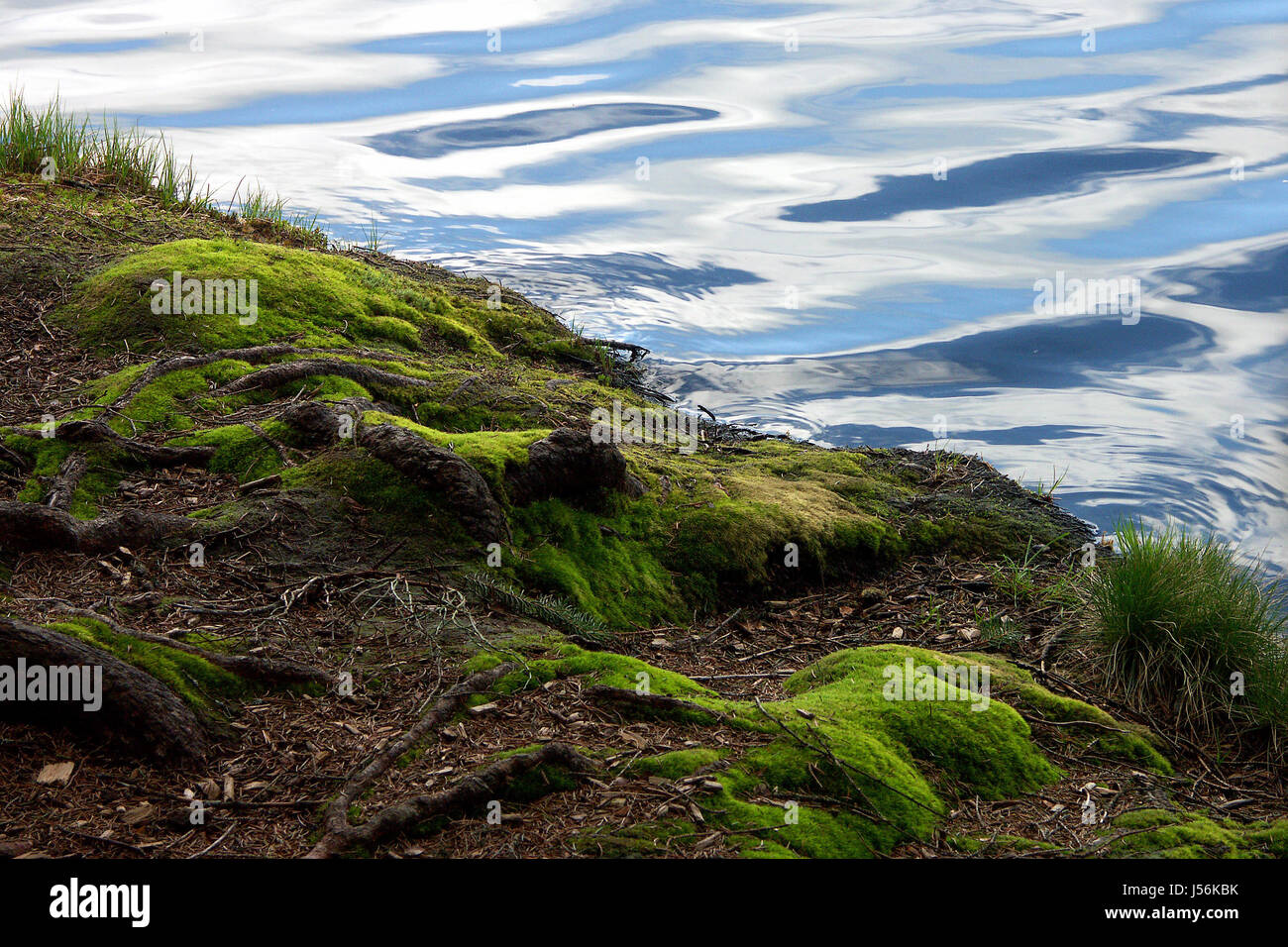 switzerland mirroring fen moss law water hochmoor moorwasser etang de ...