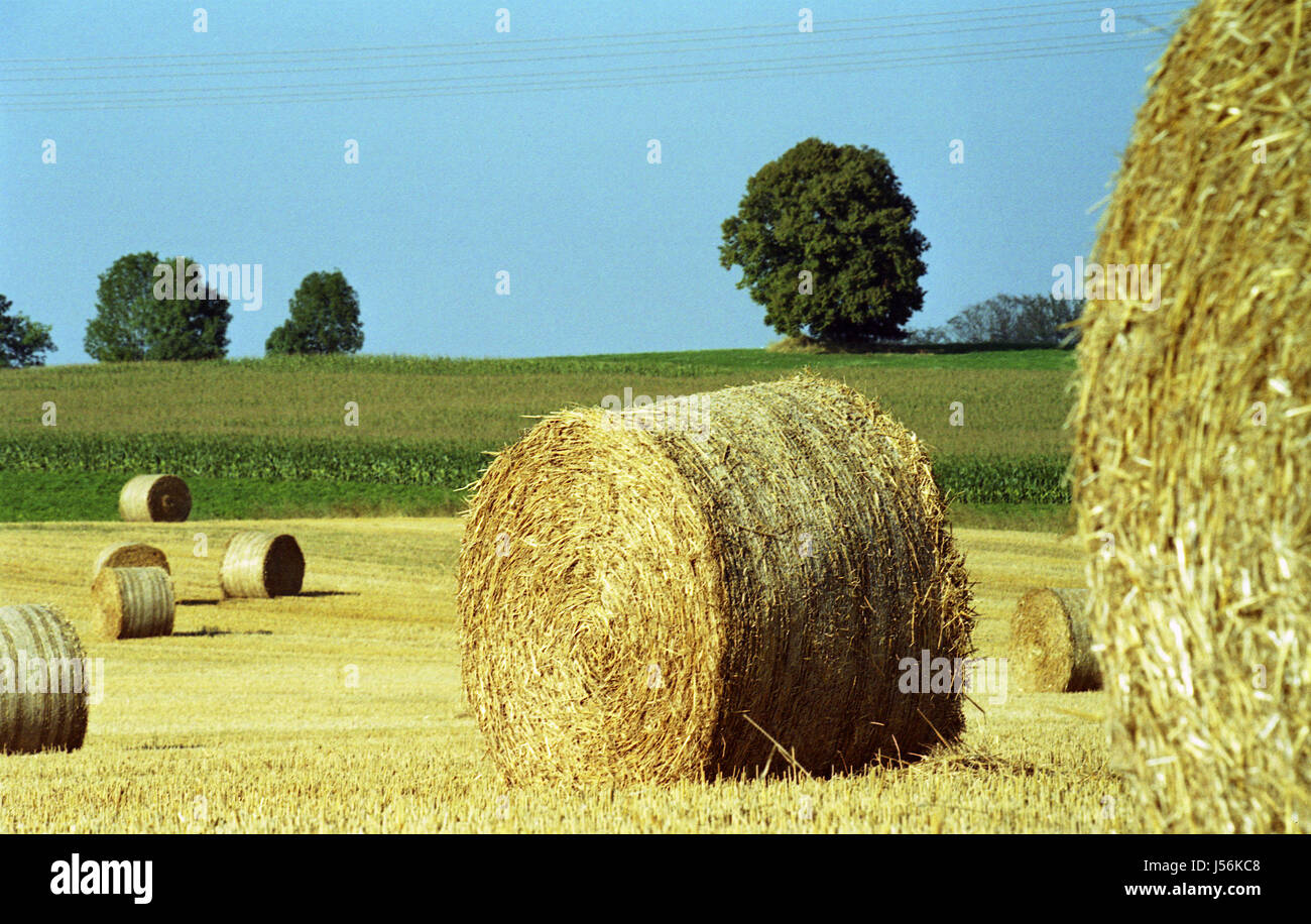 Golden wheel hi-res stock photography and images - Alamy