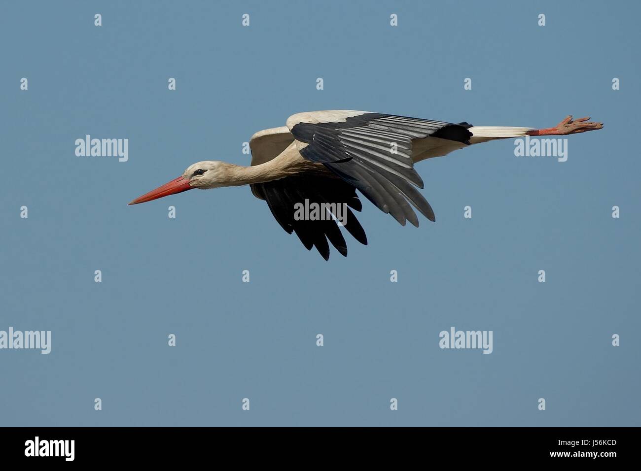 Flott hi-res stock photography and images - Alamy