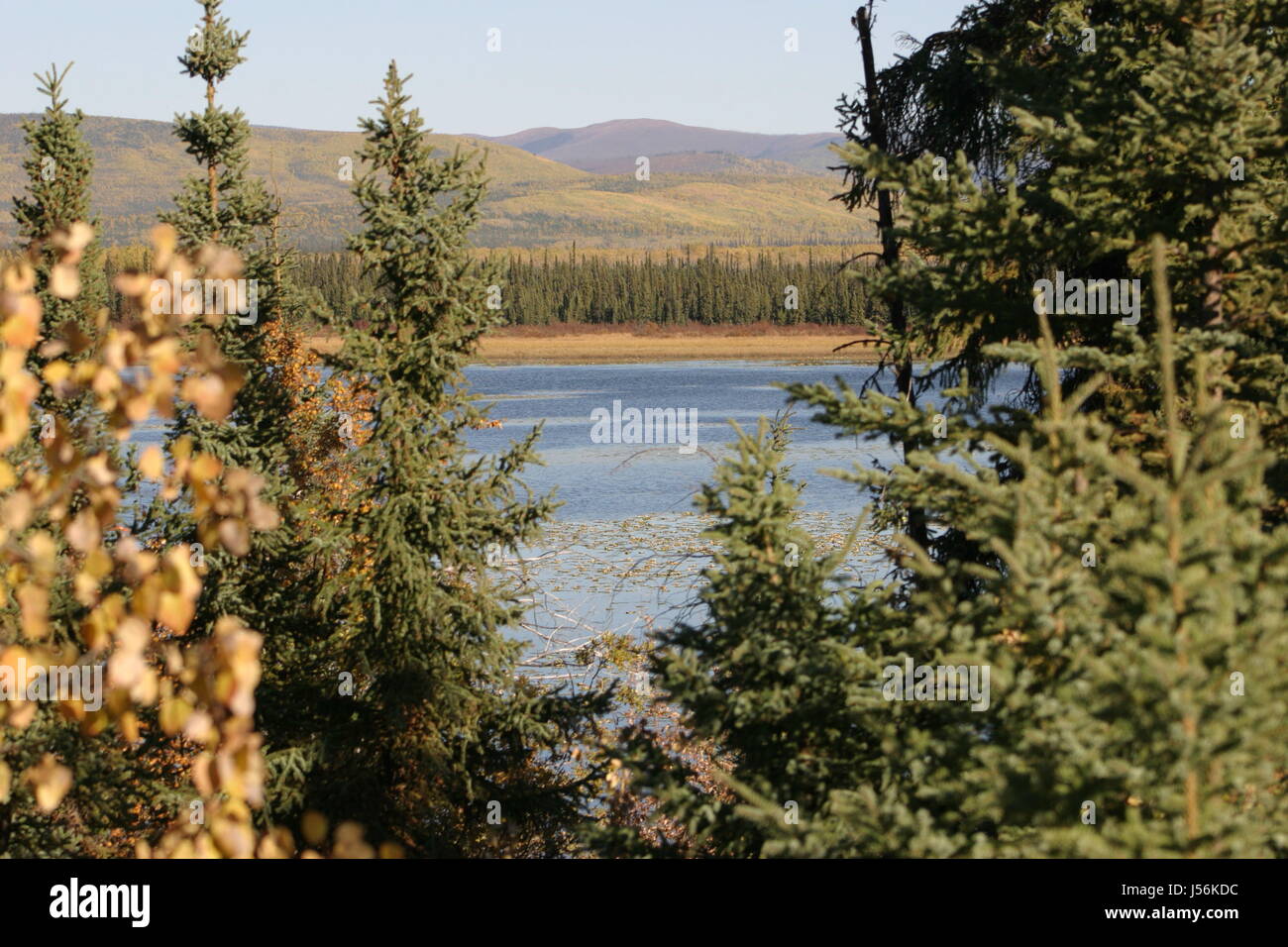 tree trees mood fresh water lake inland water water backdrop background ...