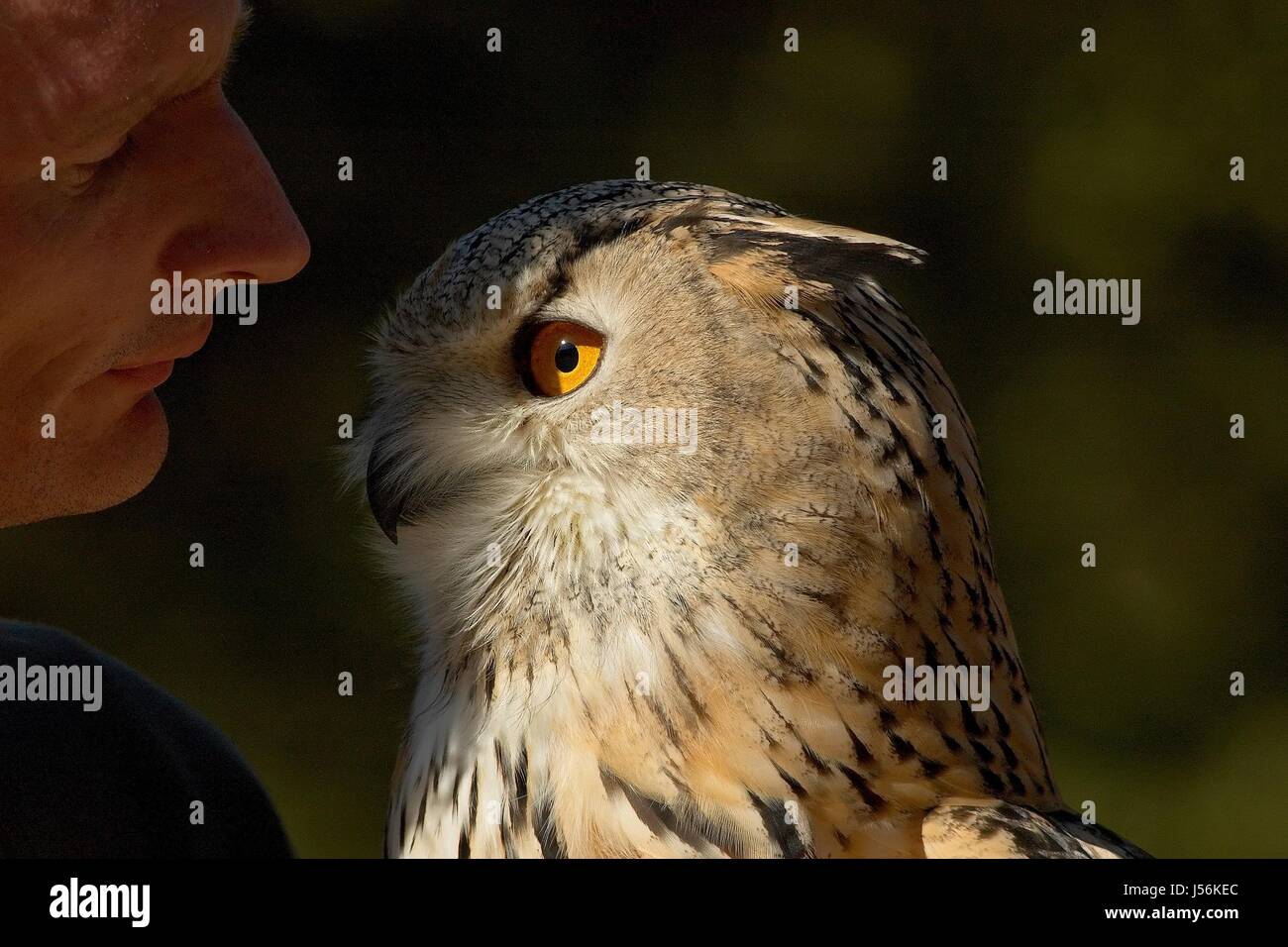 bird birds raptor affection tele falconer owl view contact wildlife ...