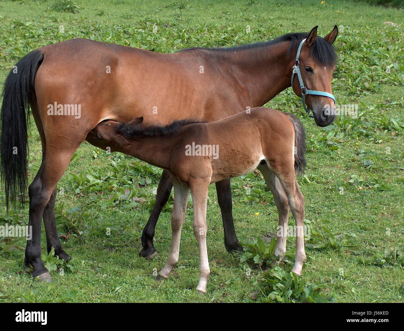 Milk of horses hi-res stock photography and images - Alamy
