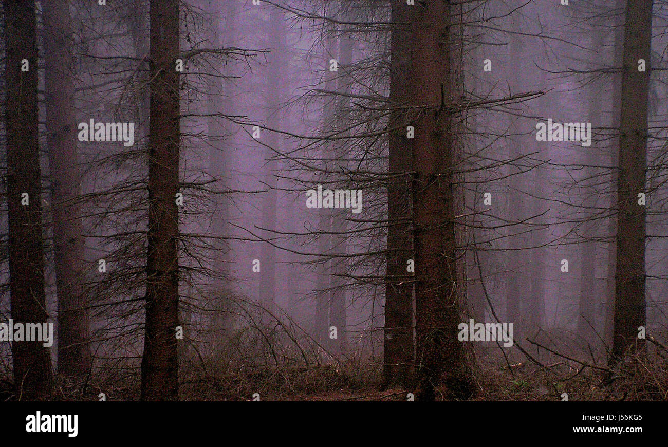 tree,trees,fog,haze,in the morning,forest,nature Stock Photo - Alamy