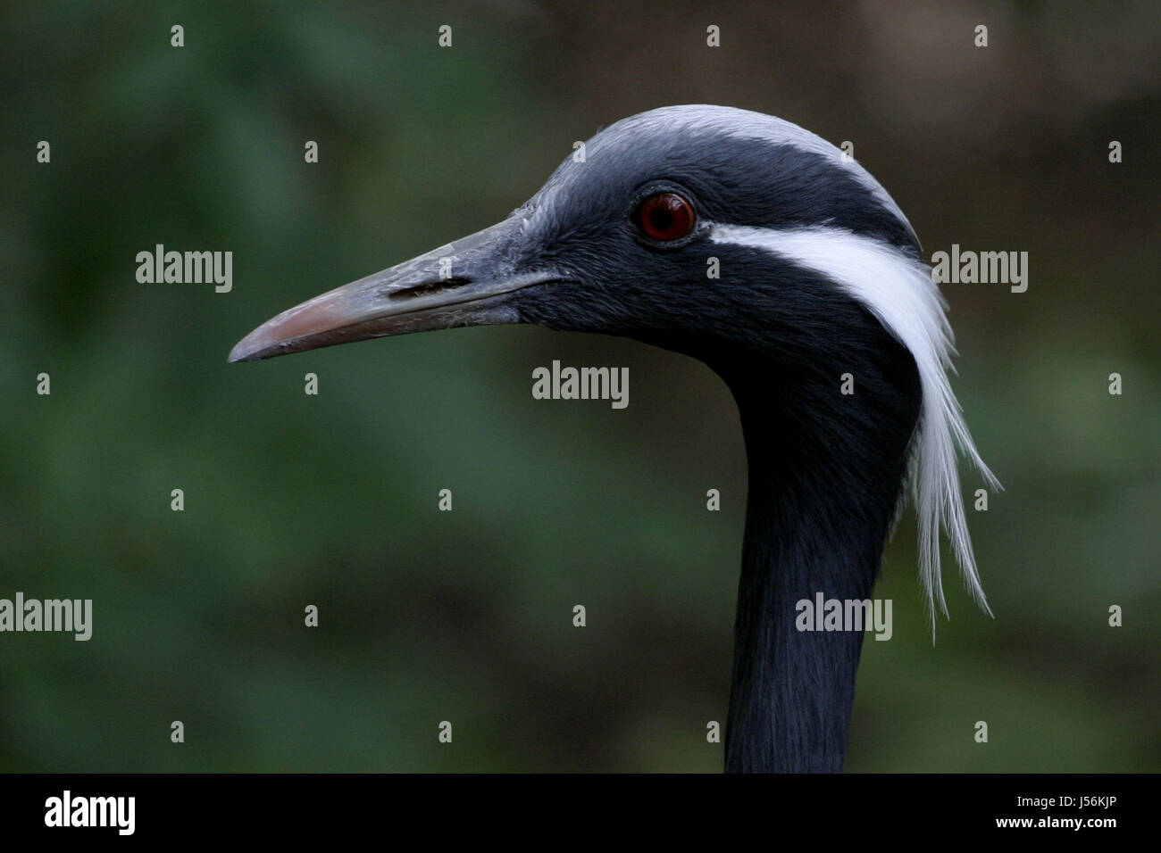 bird portrait eye organ birds feathers beak side view crane beaks ...