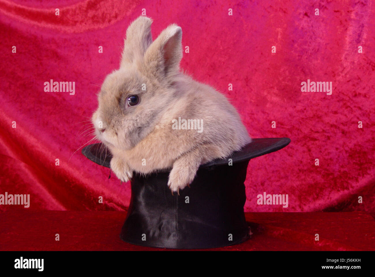 Seidenhut High Resolution Stock Photography and Images - Alamy