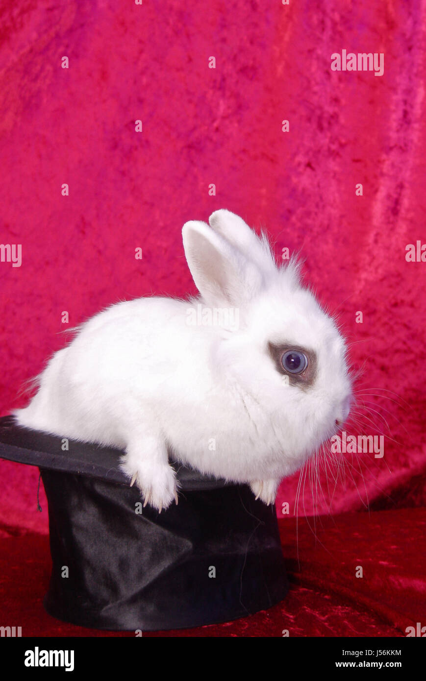 rabbit hare noble enchantment magician magus sorcerer folding breakdown ...