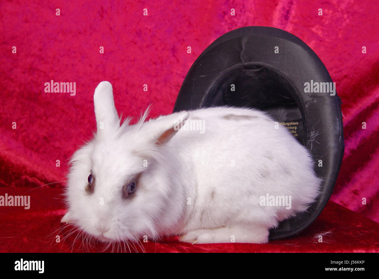 hex hex rabbit 4 Stock Photo - Alamy