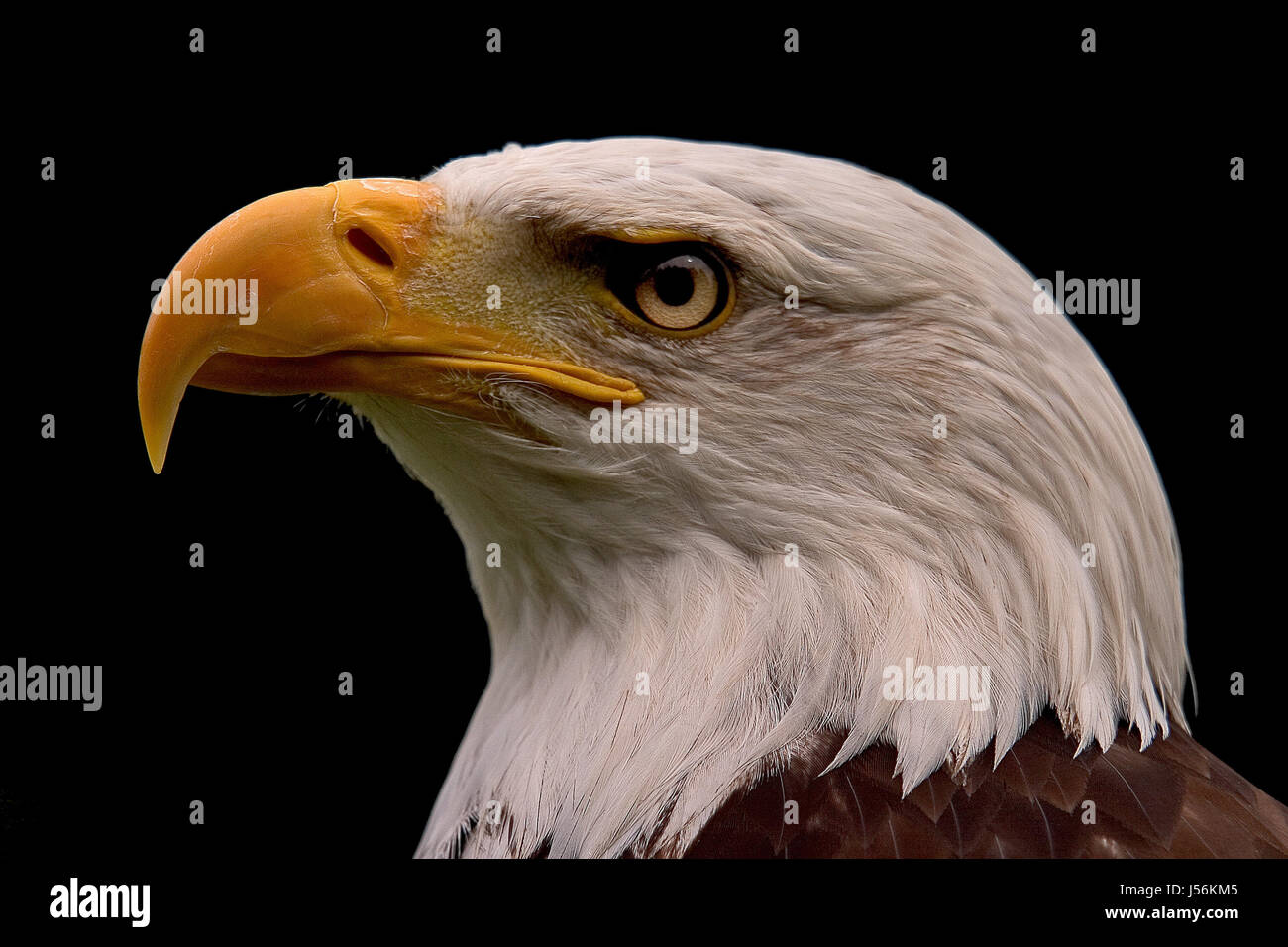 prey in their sights Stock Photo - Alamy
