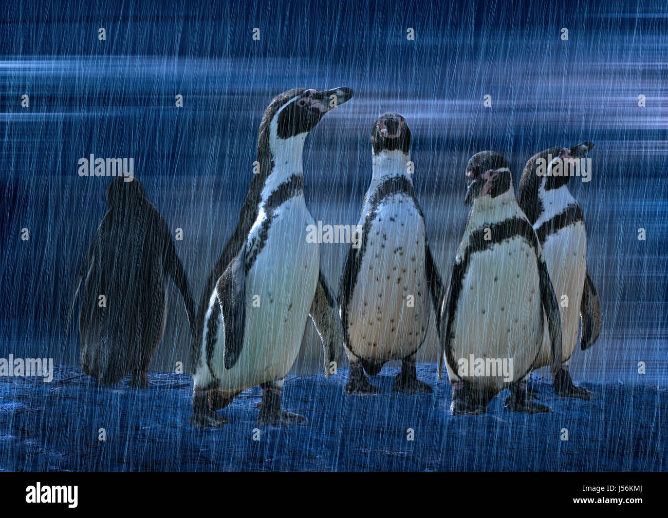 animal cold animals penguins penguin shower wet rain weather rainy ...