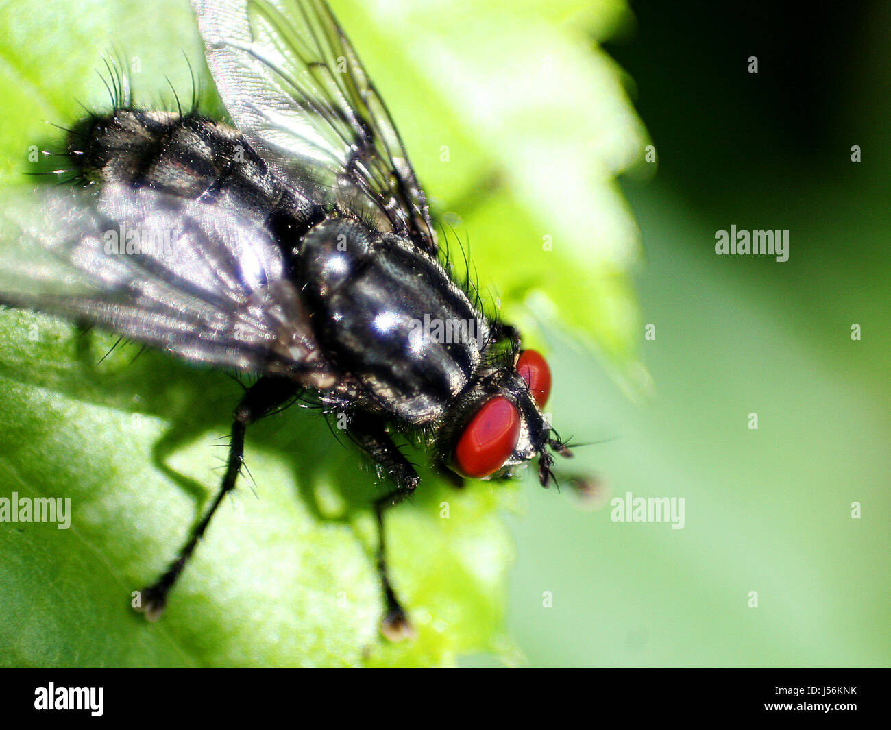macro,close-up,macro admission,close up view,insect,fly,flies,flys ...