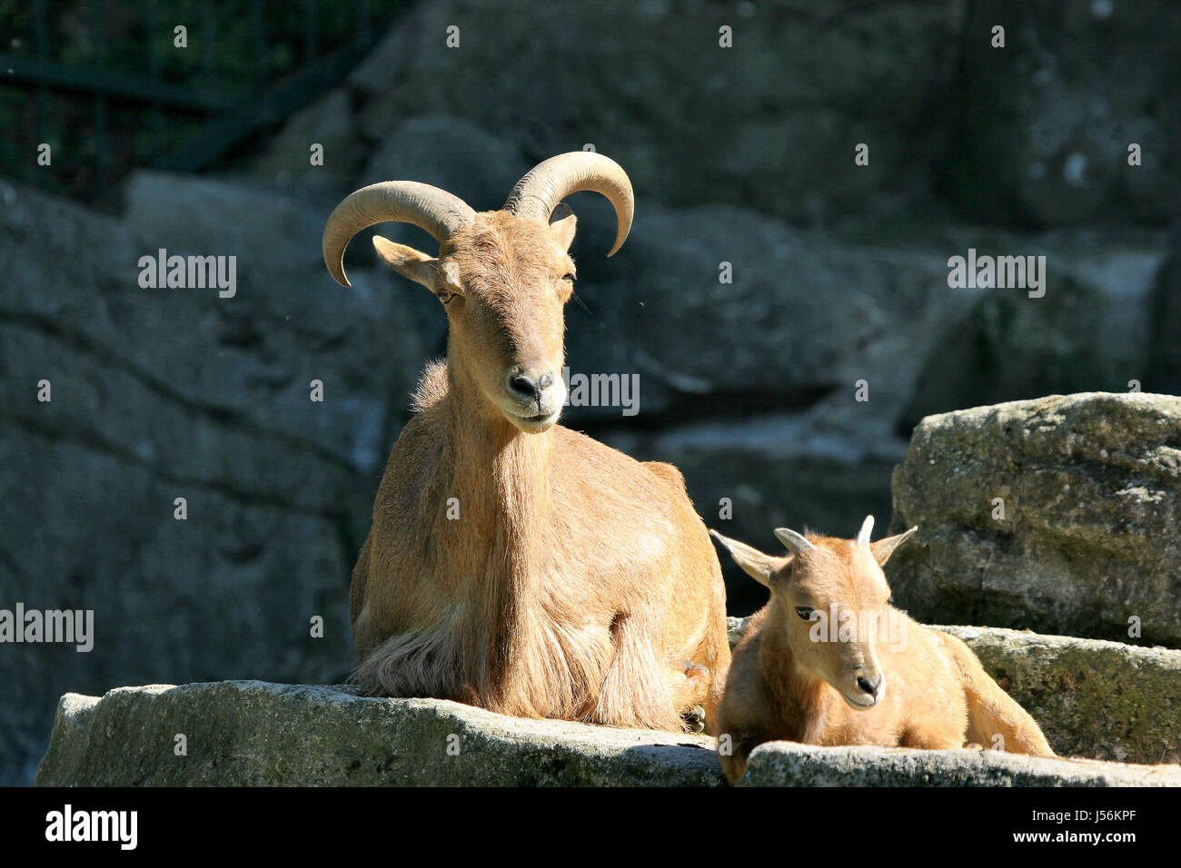 Father son goat hi-res stock photography and images - Alamy