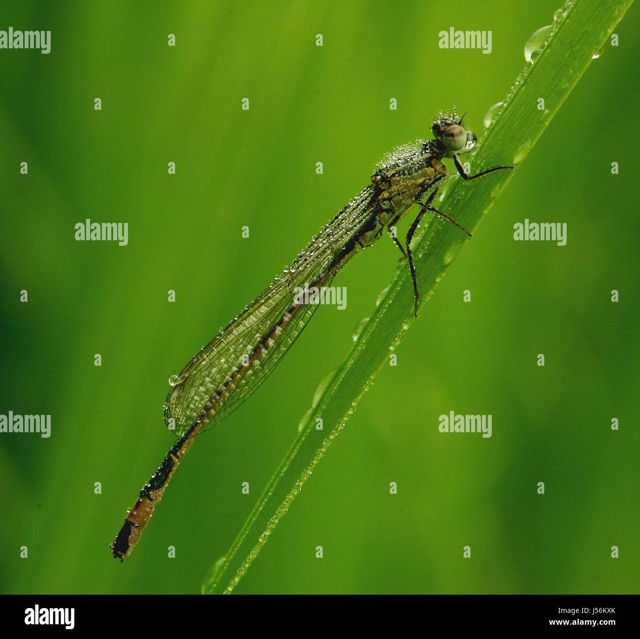upwards insect insects green diagonal lateral oblique dragonfly one ...