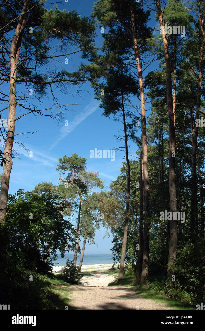 forest road to the beach Stock Photo - Alamy