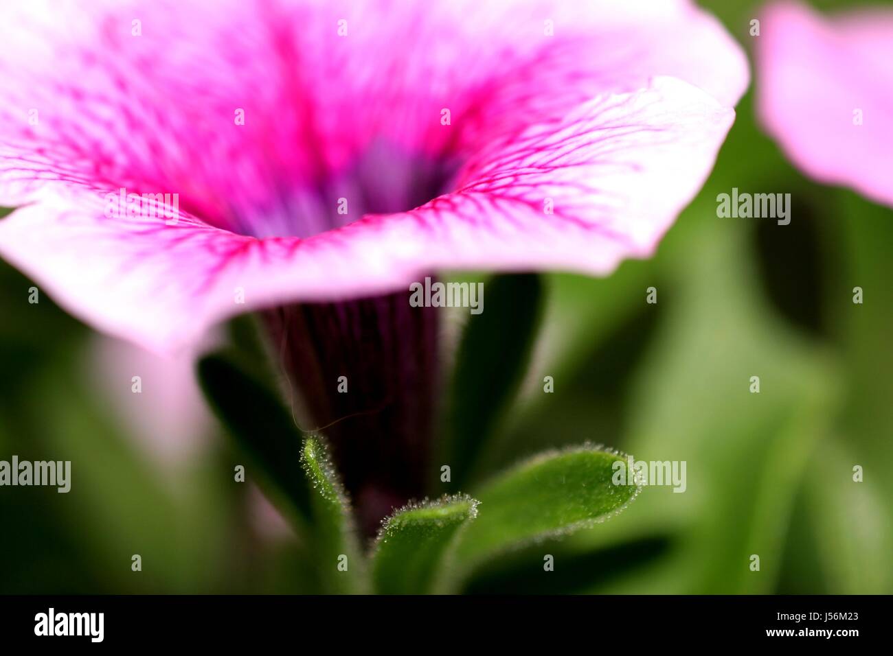 glass chalice tumbler flower plant green bloom blossom flourish ...