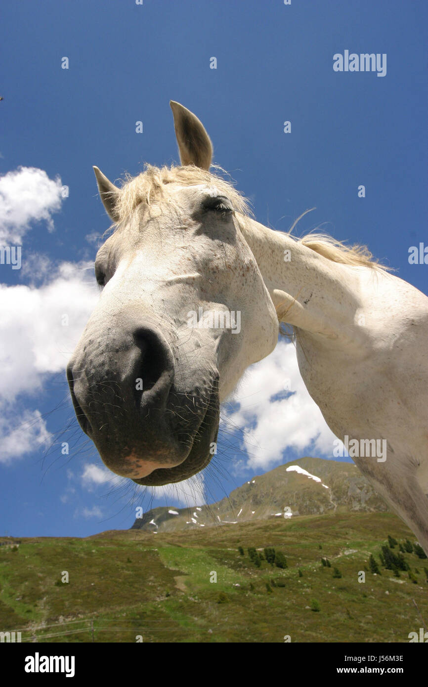 Alp tiere hi-res stock photography and images - Alamy