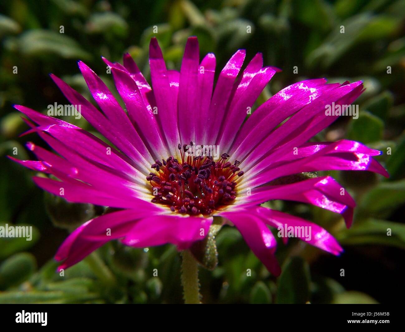 garden flower plant bloom blossom flourish flourishing radiate sunshine ...