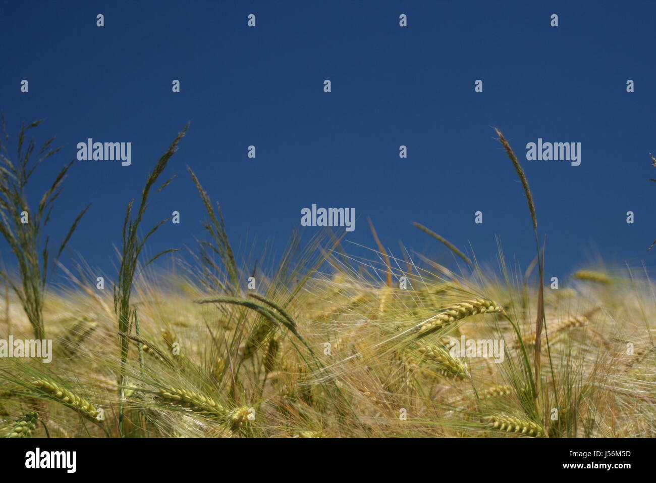 blue agriculture farming field botany grain acre corn field farmer ...