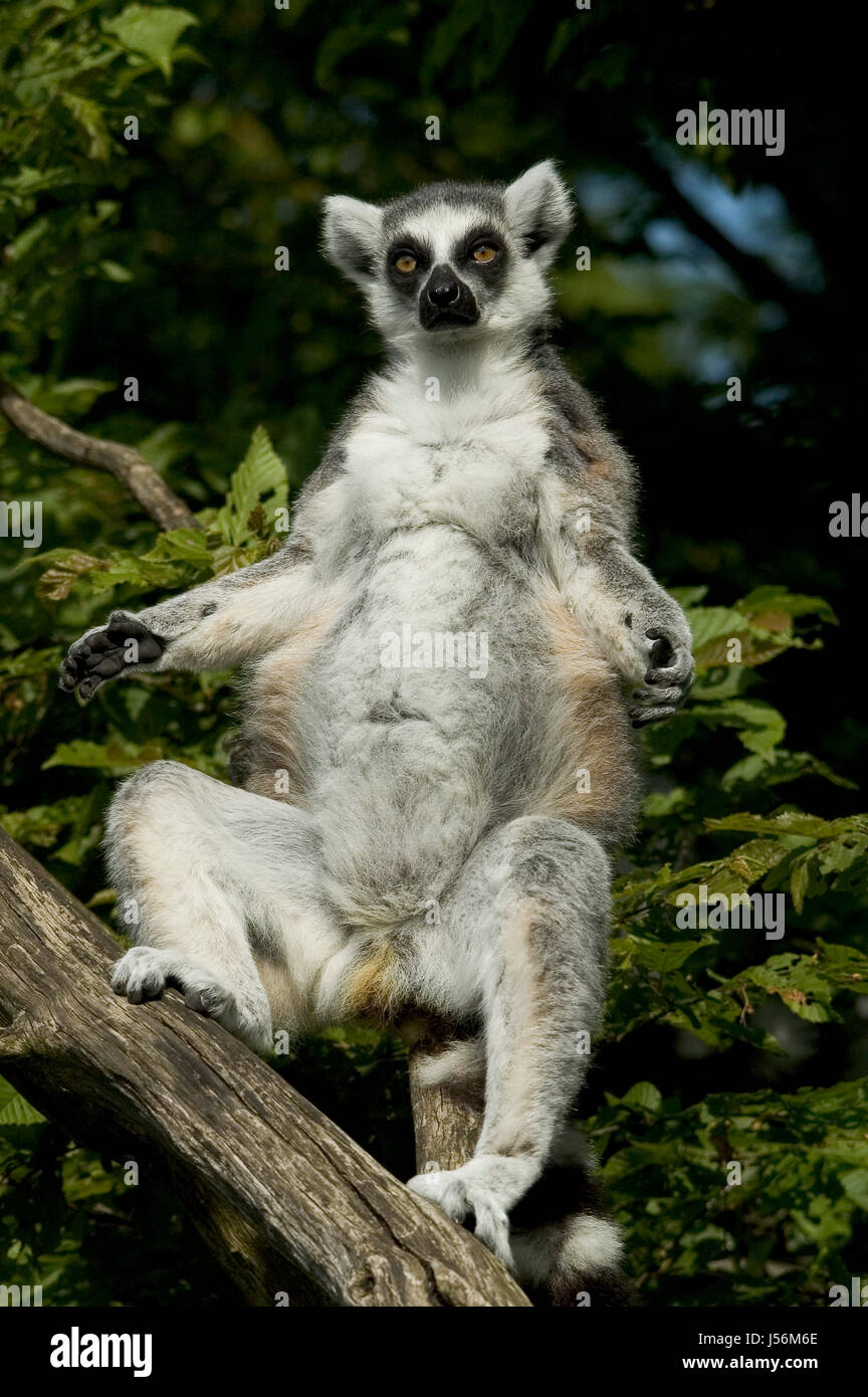 katta - 1 Stock Photo - Alamy
