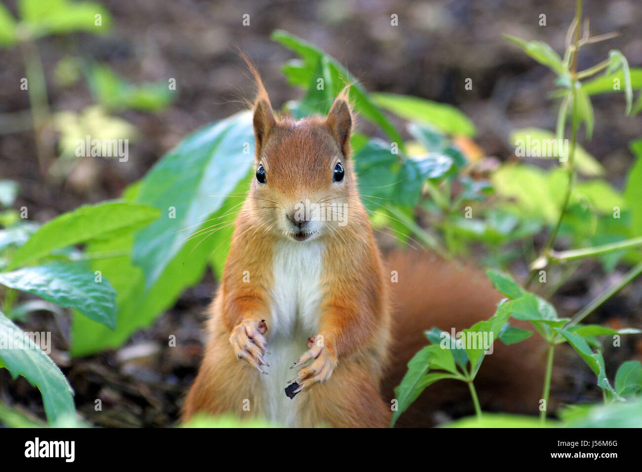 brown brownish brunette hairy small tiny little short squirrel paws ...
